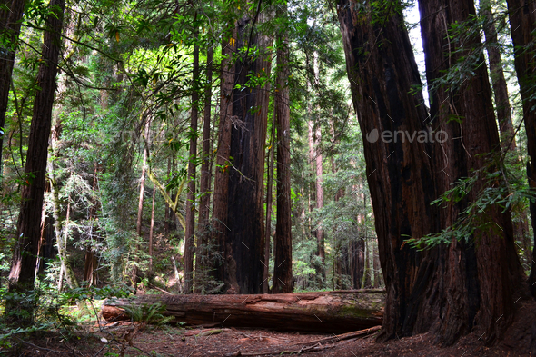 Muir Woods National Monument U.S. National Park Service, California ...
