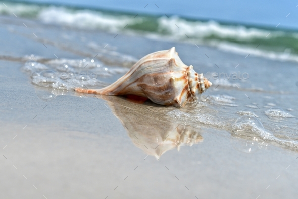 Seashell washed up on the beach at the ocean Stock Photo by MargJohnsonVA