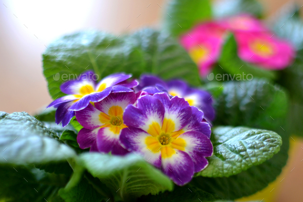 Primrose plants in pots lined up. Purple, yellow and pink primrose ...