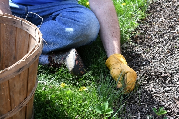 Man doing yard work chores by pulling weeds & grass from along the edge ...