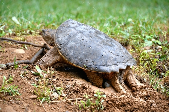 A female snapping turtle laying her eggs in a nest she has dug in the ...
