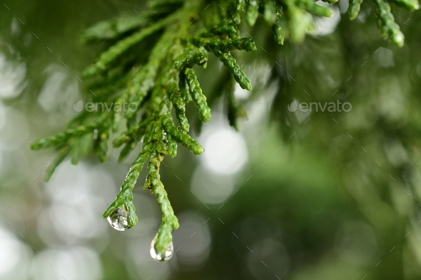 Rain drops dripping off evergreen juniper tree bush. Fresh smell of ...