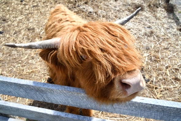 A shaggy long-haired Scottish Highland cow with horns looking over a ...