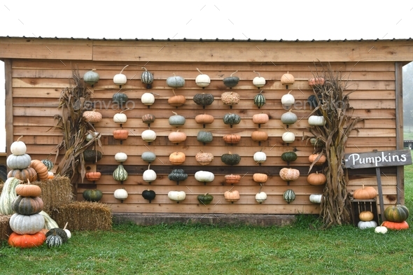 Decorative Pumpkin Wall background at a pumpkin patch farm for photo ...