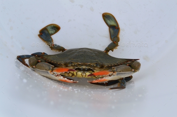 A blue crab with orange claws looking up out of a bucket after being ...