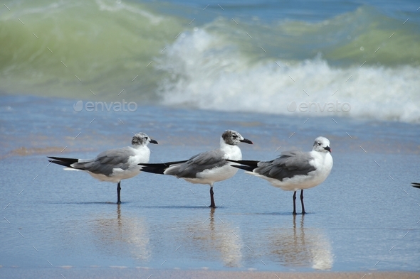 Three seagulls sanding in the surf on the beach by the ocean. shore ...
