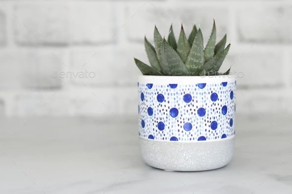 Small green zebra succulent houseplant in blue & white spotted pot on ...