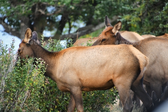 Herd of wild elk does grazing eating Rocky Mountain National Park in ...