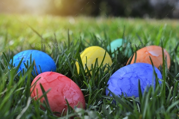 Hiding colorful Easter eggs in the grass for an Easter Egg Hunt. Stock ...