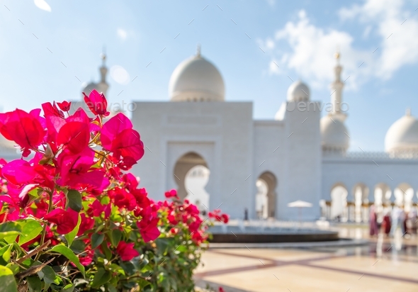 Sheikh Zayed Grand Mosque in Abu Dhabi with bright pink flowers at the ...