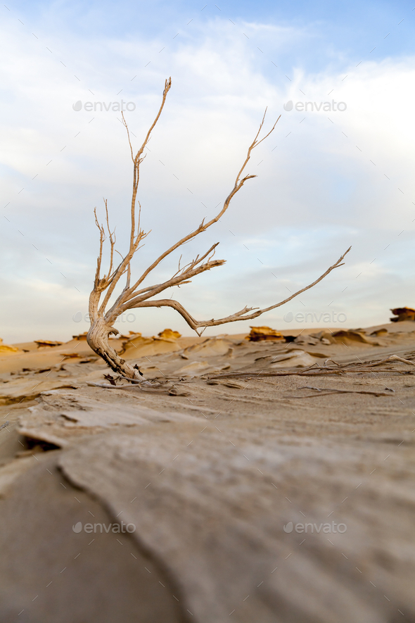 Dried tree branch in the desert in the UAE Stock Photo by vinnikava