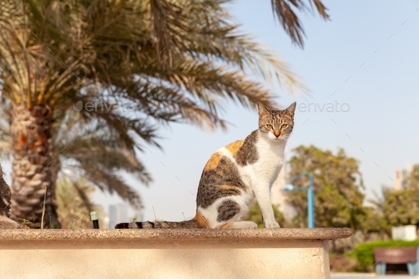 Stray cat in the park in Abu Dhabi, UAE Stock Photo by vinnikava ...