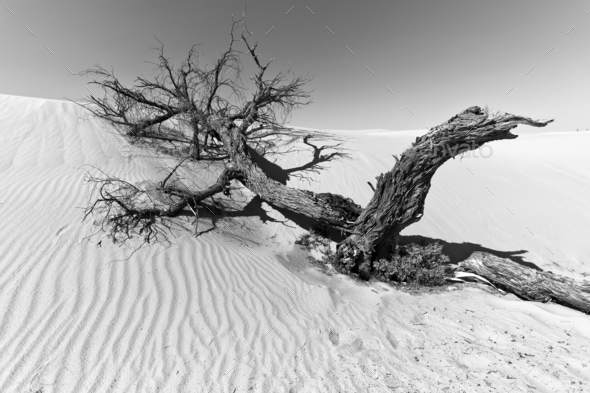 Dried fallen tree in the desert, black and white Stock Photo by vinnikava