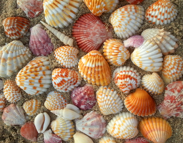 Colorful seashells at the beach in Abu Dhabi, UAE. Top view, flatlay in ...