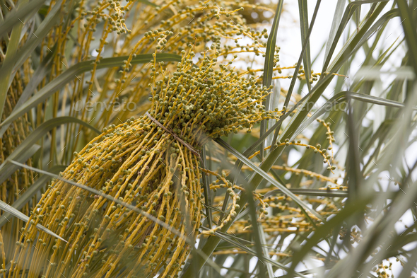 Pollinated stem on a date palm tree, closeup Stock Photo by vinnikava