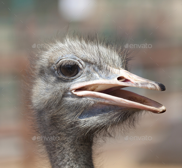 Curious ostrich, portrait Stock Photo by vinnikava | PhotoDune