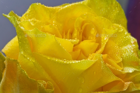 Closeup of a yellow rose with water drops on it Stock Photo by vinnikava