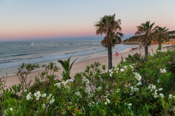 Enchanting sunrise in Albufeira, Portugal. Palm trees and green ...