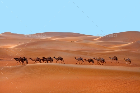 Caravan of Middle Eastern camels walking in the desert in Liwa, Western ...