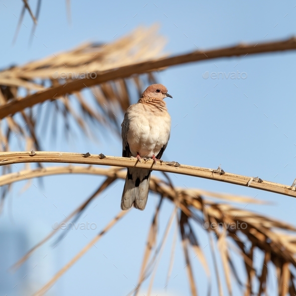 Common dove, pigeon on a palm tree branch Stock Photo by vinnikava