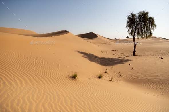 Lonely tree in the desert in UAE Stock Photo by vinnikava | PhotoDune