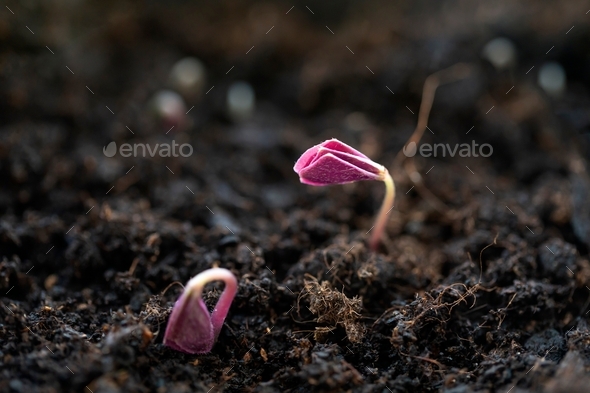 Home gardening. Stages of plant growth, first sprout. Photo 1 of 6 ...