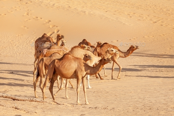 Herd of Middle Eastern camels walking in the desert in UAE Stock Photo ...