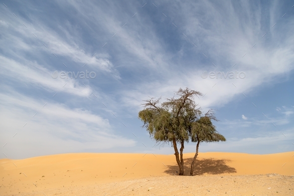 Ghaf tree in the desert Stock Photo by vinnikava | PhotoDune