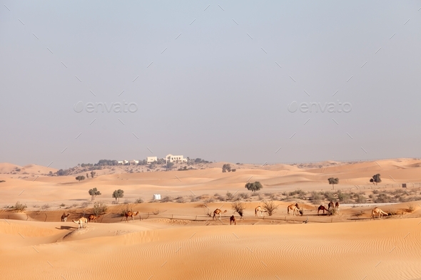 Middle Eastern camels caravan walking in the desert in UAE Stock Photo ...