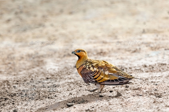 Chinese Francolin or Francolinus pintadeanus spotted at Al Qudra lakes ...