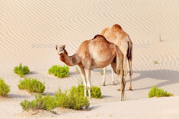 Middle Eastern camel in the desert making funny face Stock Photo by ...