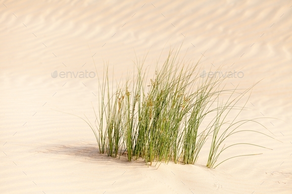 Desert shrub in the sand in Abu Dhabi, United Arab Emirates. Arid ...