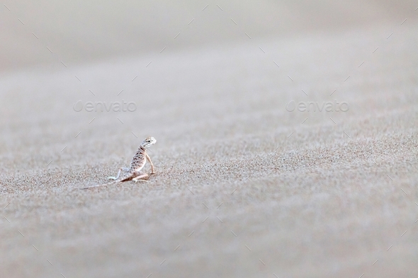 Cute little lizard in the desert in Abu Dhabi, minimalism concept Stock ...