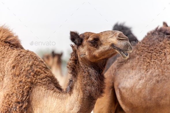 Middle Eastern camel in the desert Stock Photo by vinnikava | PhotoDune