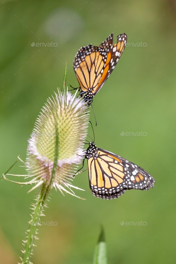 Two monarch butterflies in a flower in summer Stock Photo by vinnikava