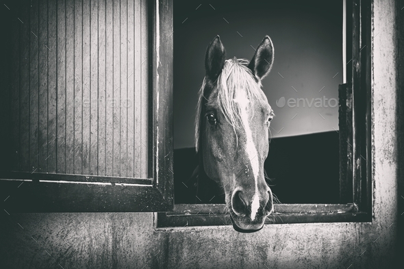 Middle Eastern white horse at the stables Stock Photo by vinnikava