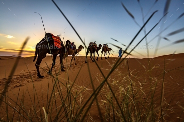 Camel ride in Sahara desert Stock Photo by moniquewray | PhotoDune