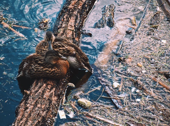 Two ducks sitting together on a wooden log surrounded by polluted with ...