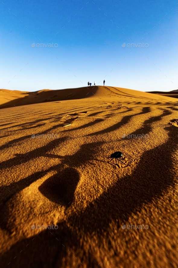 Insect in sand Sahara desert Stock Photo by moniquewray | PhotoDune