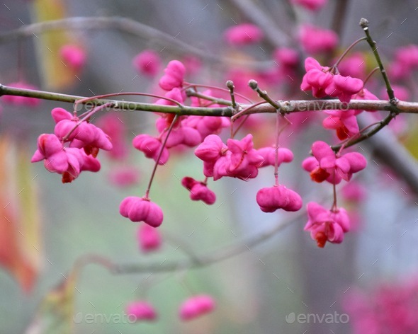 Pink Spindle tree seed pods Stock Photo by JulieAlexK | PhotoDune