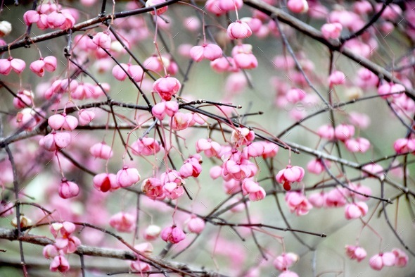 Pink Spindle tree seed pods Stock Photo by JulieAlexK | PhotoDune