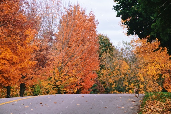Small town neighborhood street scene in a fall Stock Photo by JulieAlexK