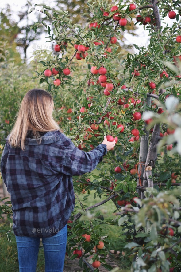 Young teenage girl in a plaid shirt picking apples at an apple orchard ...