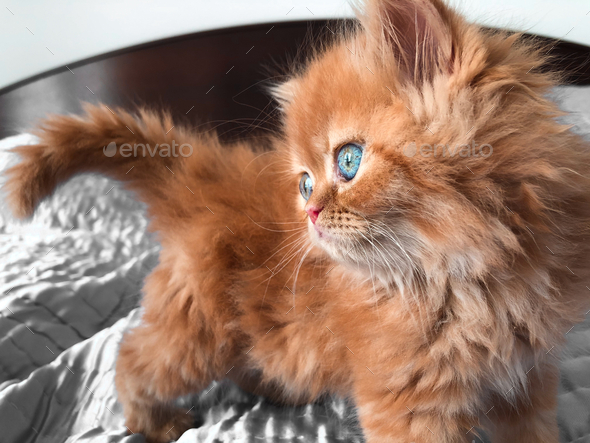 A portrait of a Persian ginger kitten with blue eyes Stock Photo by ...