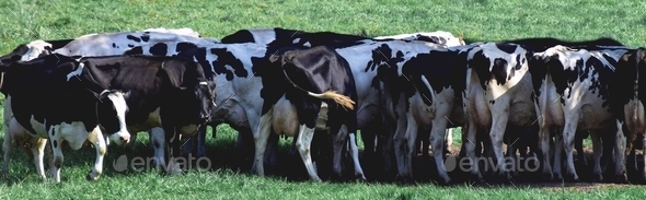 Dairy cows lined up in a row on a pasture web banner or page header ...