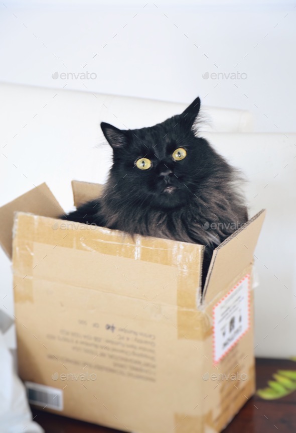Black cat is sitting in a cardboard parcel box Stock Photo by JulieAlexK