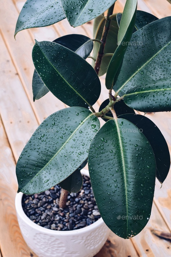 Ficus elastica, the rubber fig, rubber bush, rubber tree, rubber plant ...
