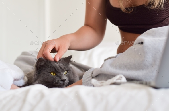 Girl sitting on bed petting grey fluffy cat with yellow eyes Stock ...