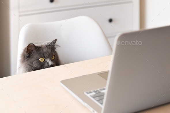 Cute gray cat peaking from under desk looking scared at laptop computer ...