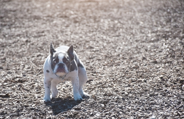 French bulldog is getting ready to poop at an off leash dog park Stock ...